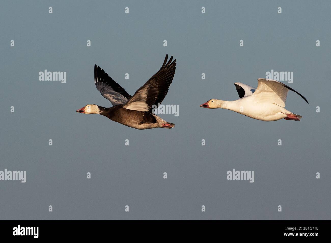 Blue morph snow goose hi-res stock photography and images - Alamy