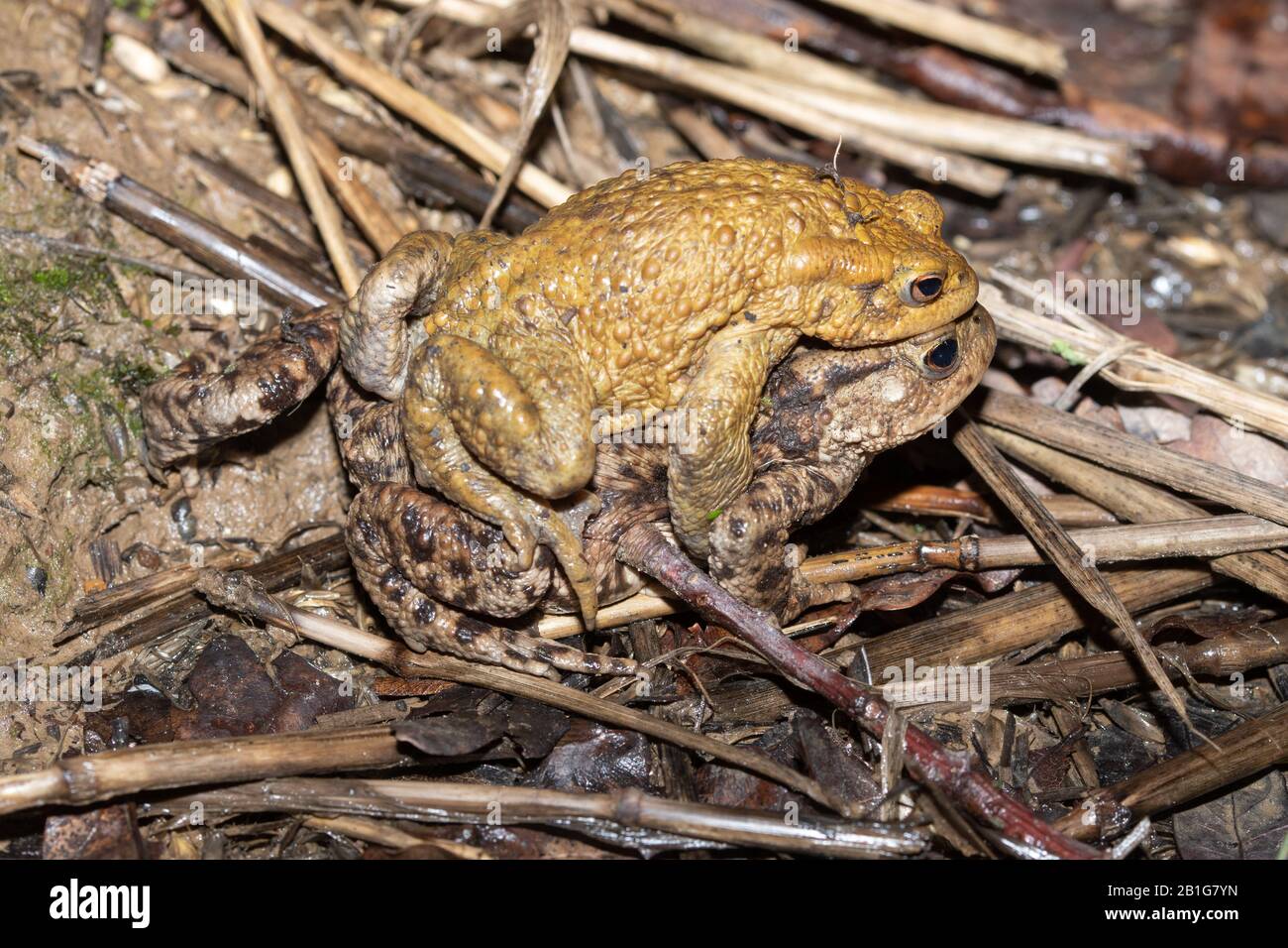 Pair of common toads (Bufo bufo) in amplexus walking towards their breeding pond during spring ...