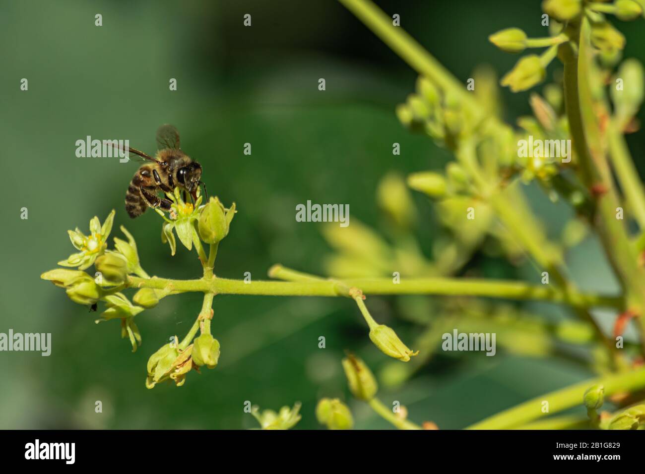 European honey bee (apis mellifera), pollinating avocado flower (persea ...