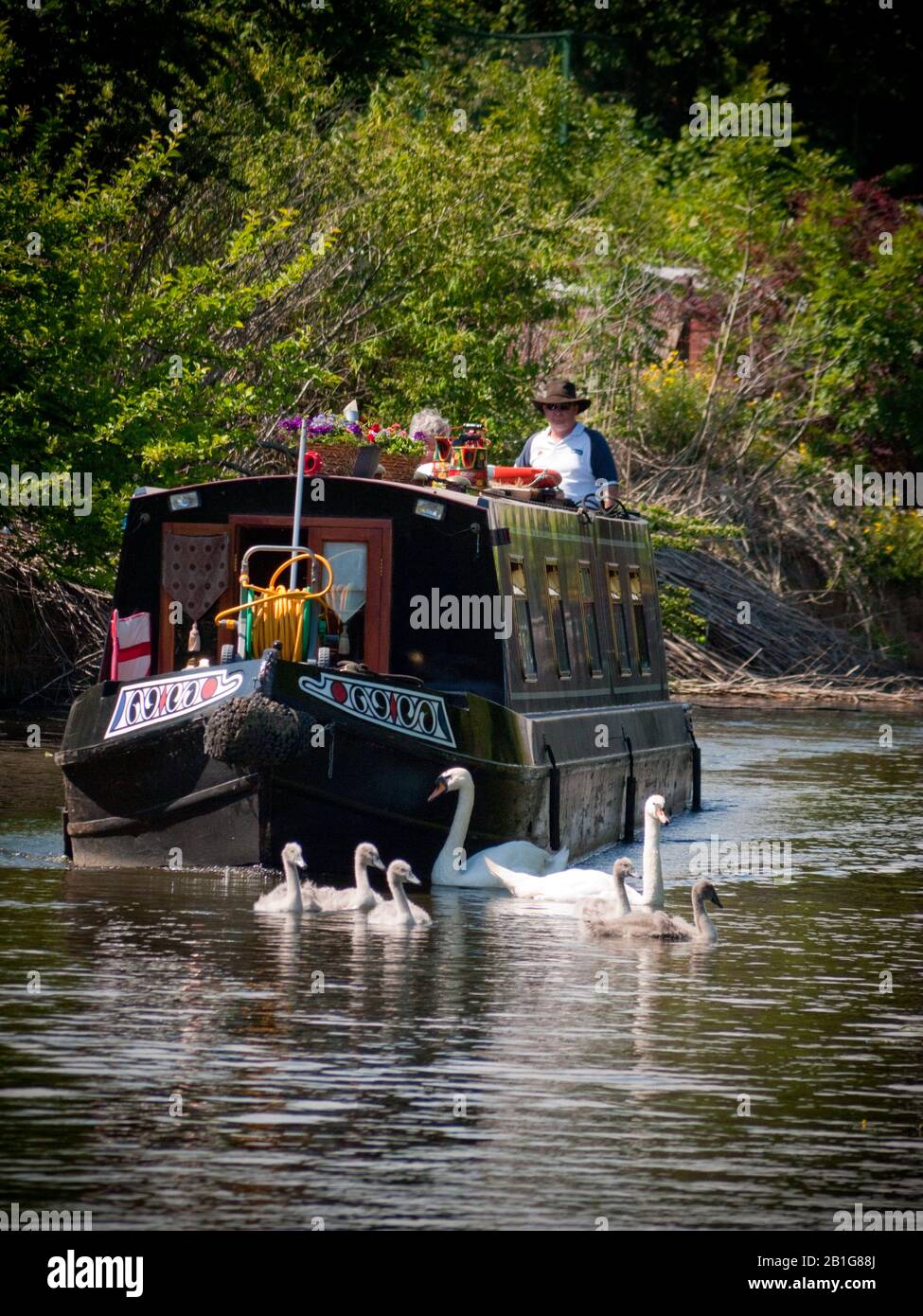 Narrowboat travelling along the Erewash Canal with a family of swans in ...