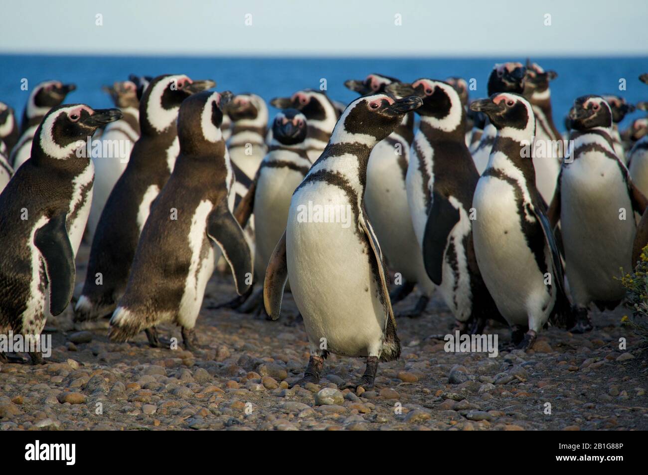 Magellanic penguins traffic road to the sea at Cabo Virgenes Stock ...