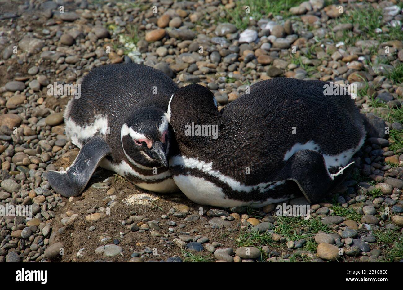 Magellanic penguin at their nests Cabo Virgenes tanning in the sun or ...