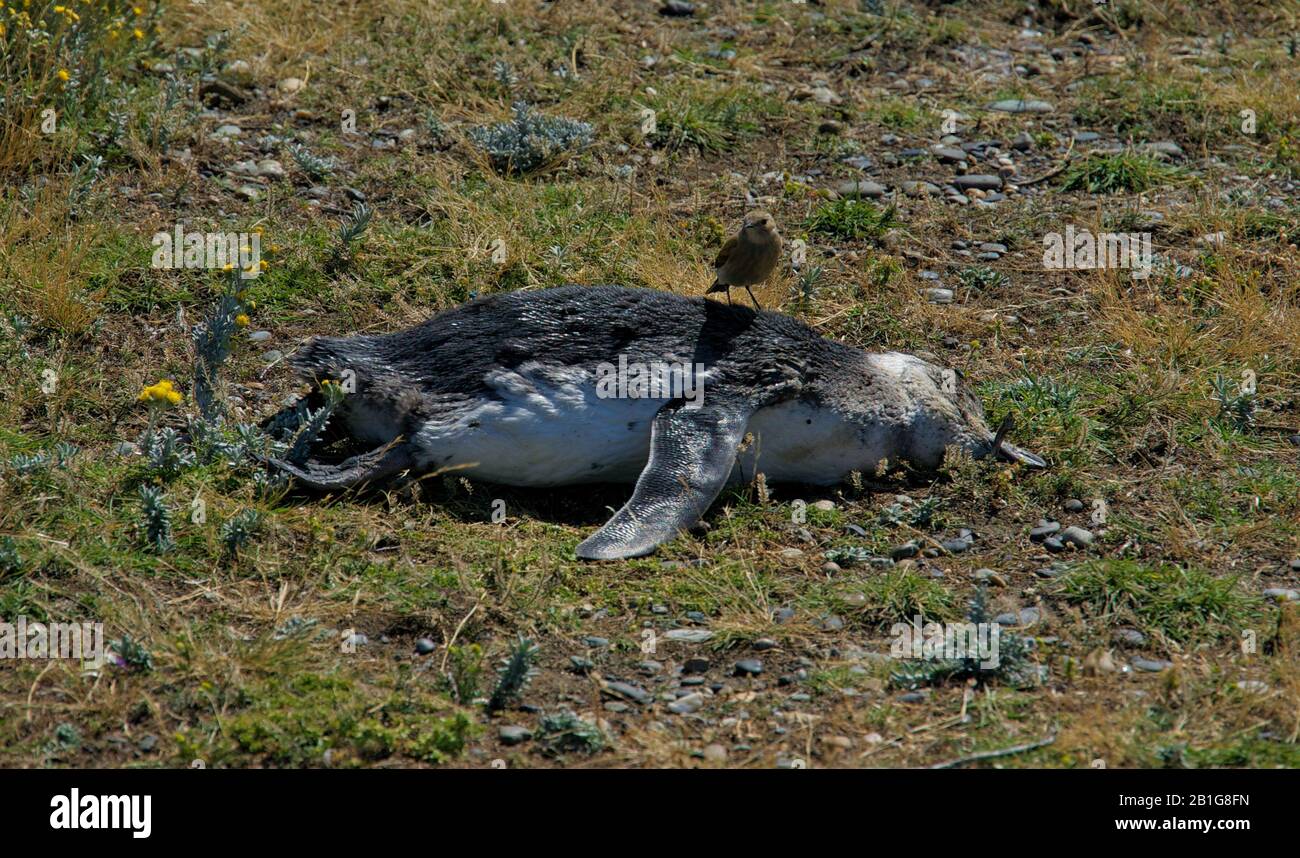 Dead penguin hi-res stock photography and images - Alamy