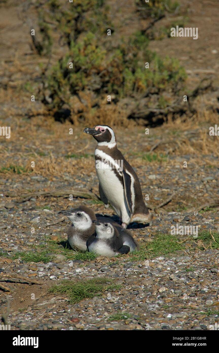 Penguin breeding ground hi-res stock photography and images - Alamy