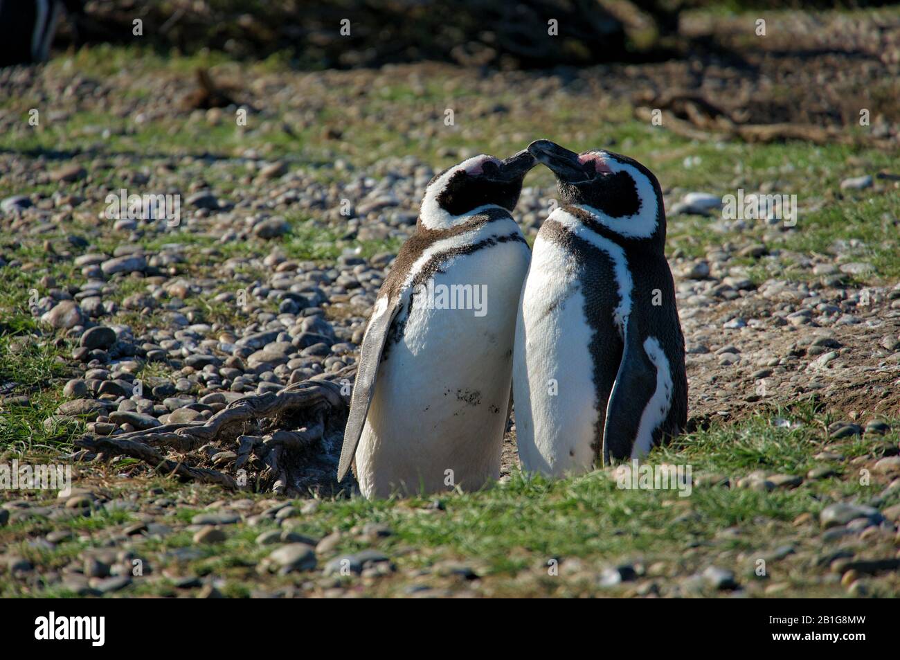 Magellanic penguin at their nests Cabo Virgenes tanning in the sun or ...