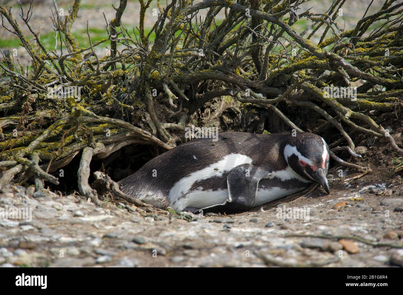 Magellanic penguin at their nests Cabo Virgenes tanning in the sun or ...