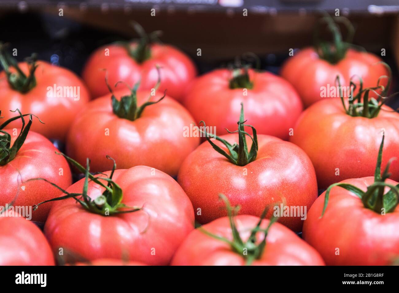Tomato exhibition hi-res stock photography and images - Alamy