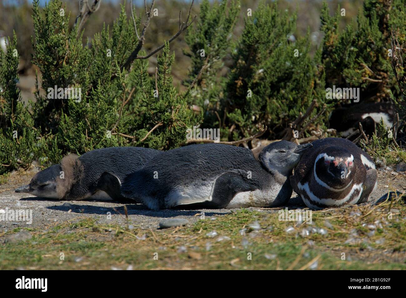 Fat penguin hi-res stock photography and images - Alamy