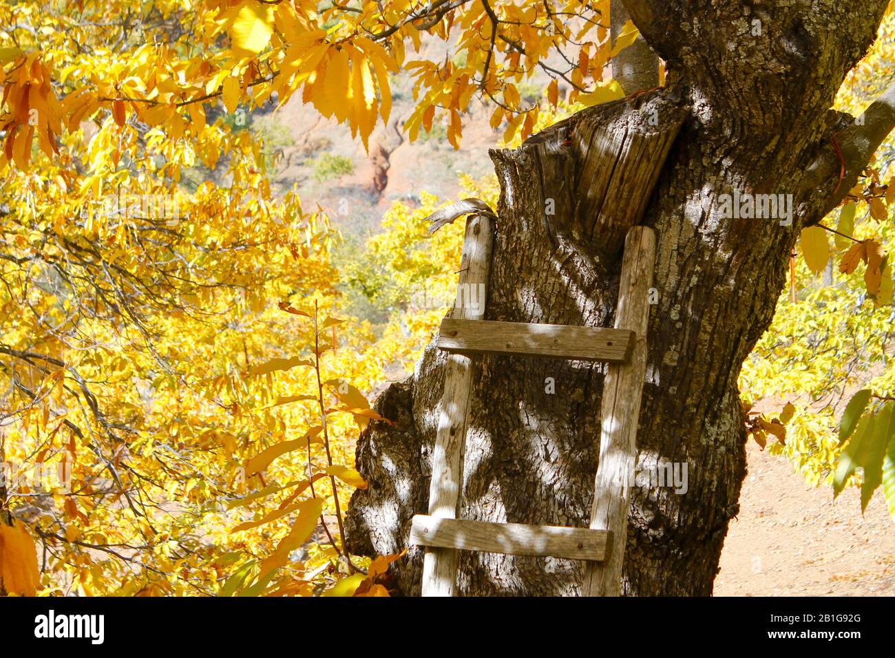 Ladder on a chestnut tree Stock Photo - Alamy