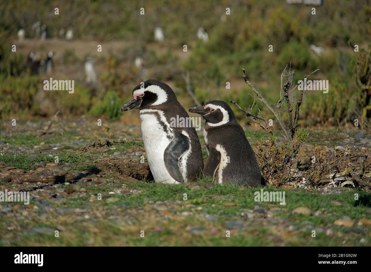 Magellanic penguin at their nests Cabo Virgenes tanning in the sun or ...