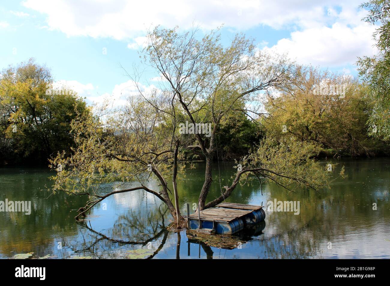 Old large tree with fixed homemade improvised river platform made from ...