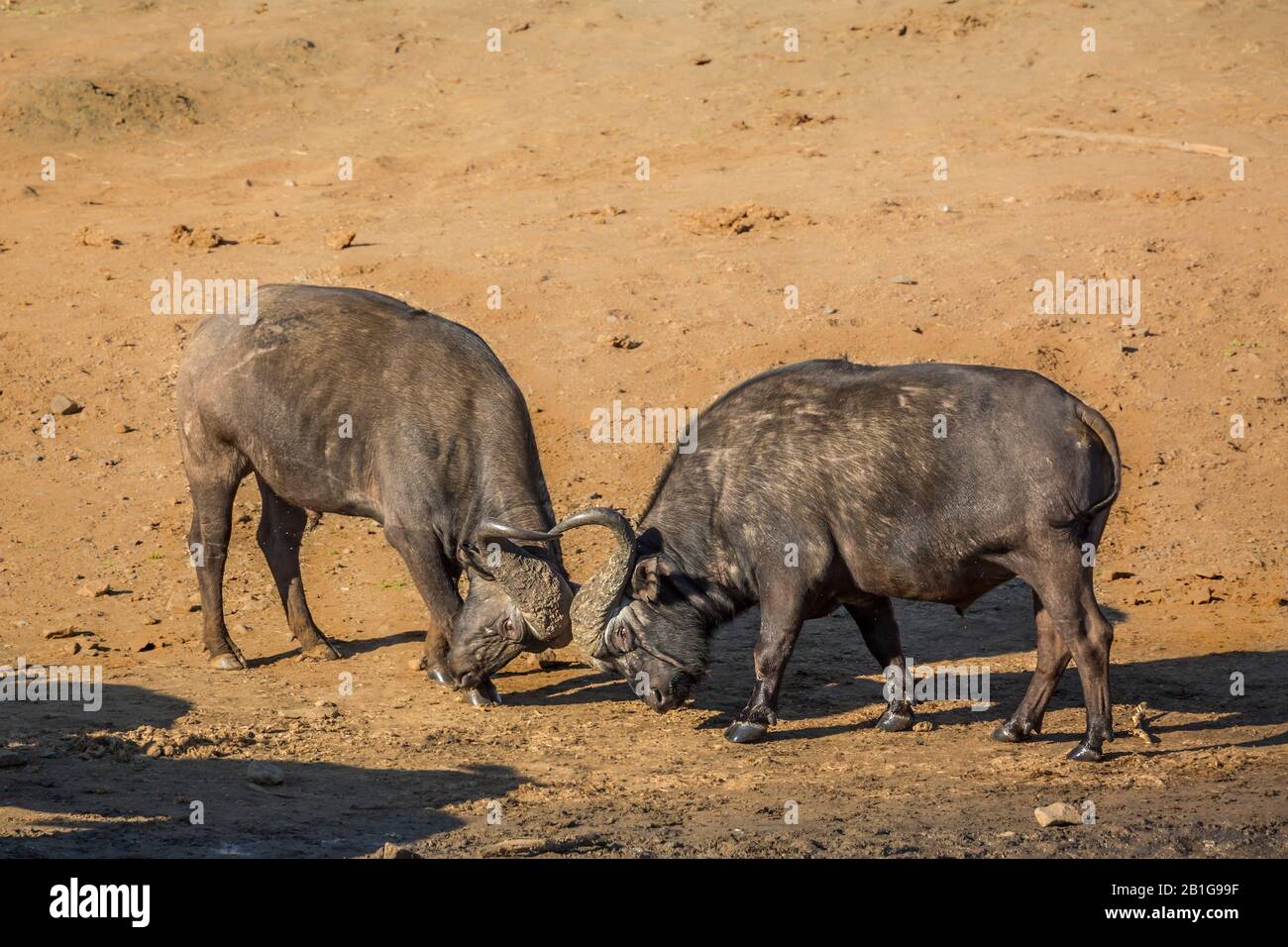 Buffalo bulls hi-res stock photography and images - Alamy