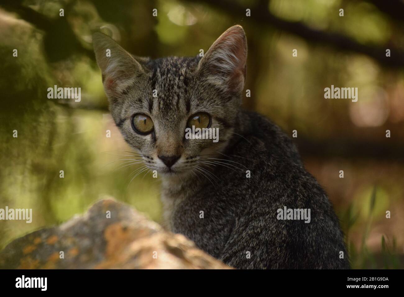 Cute cat on a stone among bushes and nature in a forest looking ...