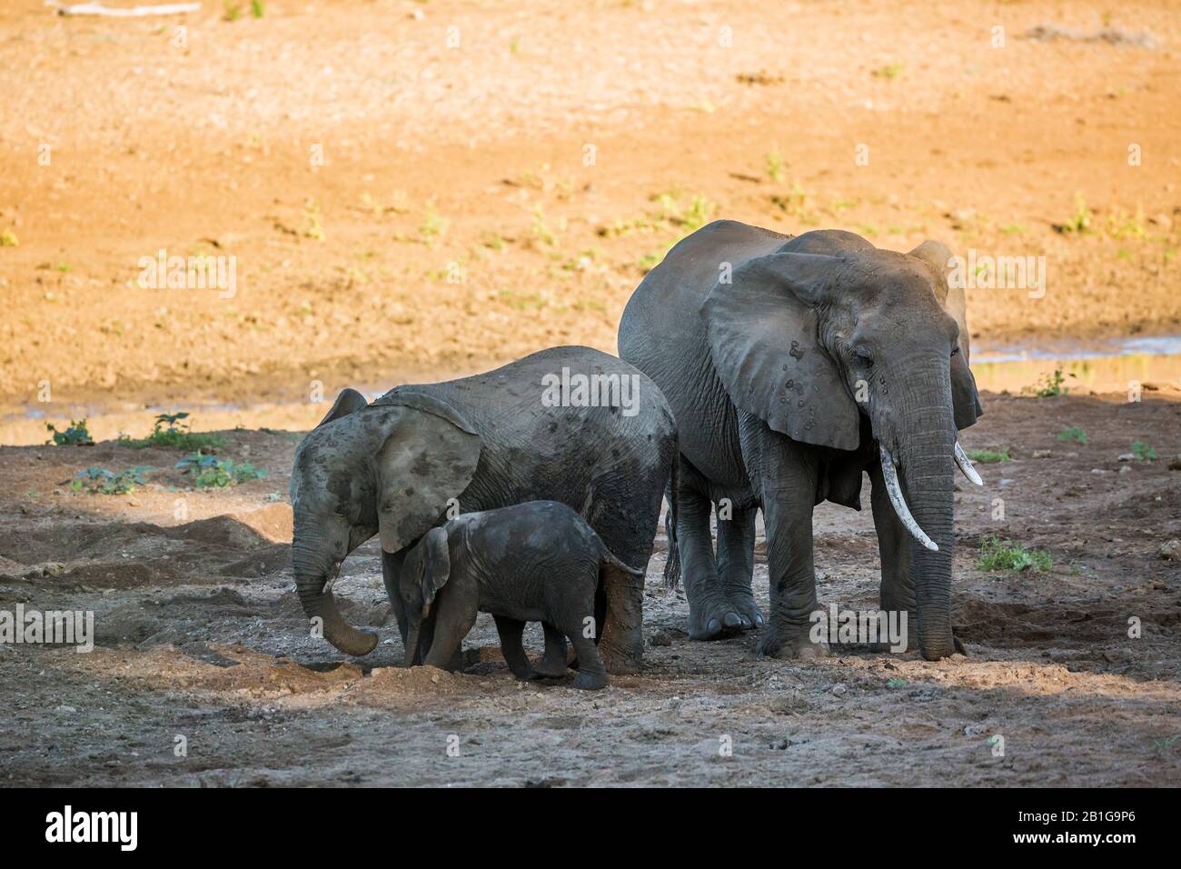 Two African bush elephants and cute calf in Kruger National park, South ...