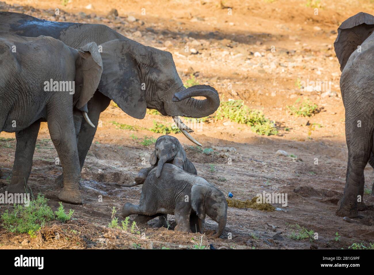 Small group of African bush elephants with calf playing in Kruger ...
