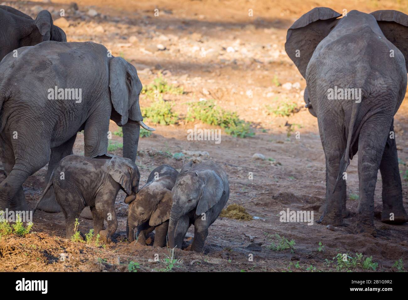 Three cute calf African bush elephants playing in Kruger National park ...