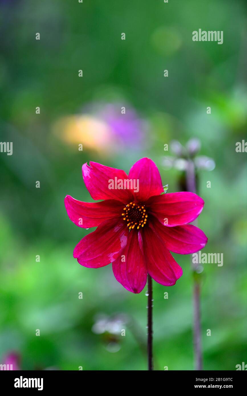 Single dahlias flower hi-res stock photography and images - Alamy