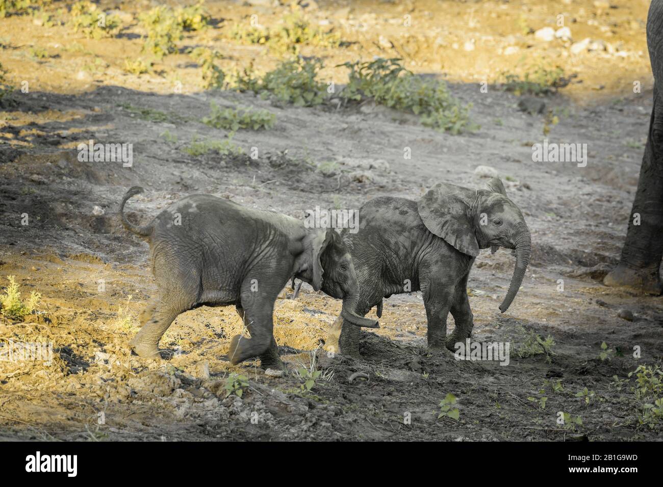 Two cute African bush elephants calf playing in Kruger National park ...