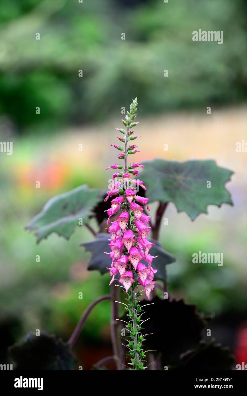 Sterile flower hi-res stock photography and images - Alamy