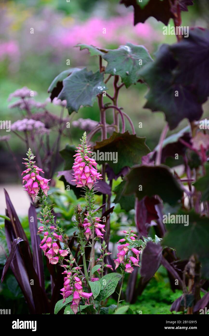 digitalis illumination pink,foxgloves, foxglove, sterile, hybrid ...