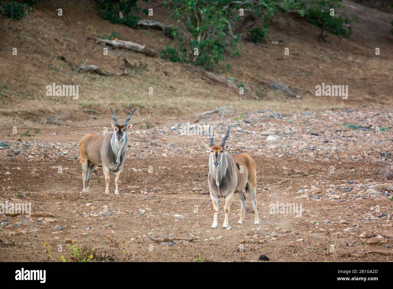 Two Common elands male walking on riverbank in Kruger National park ...
