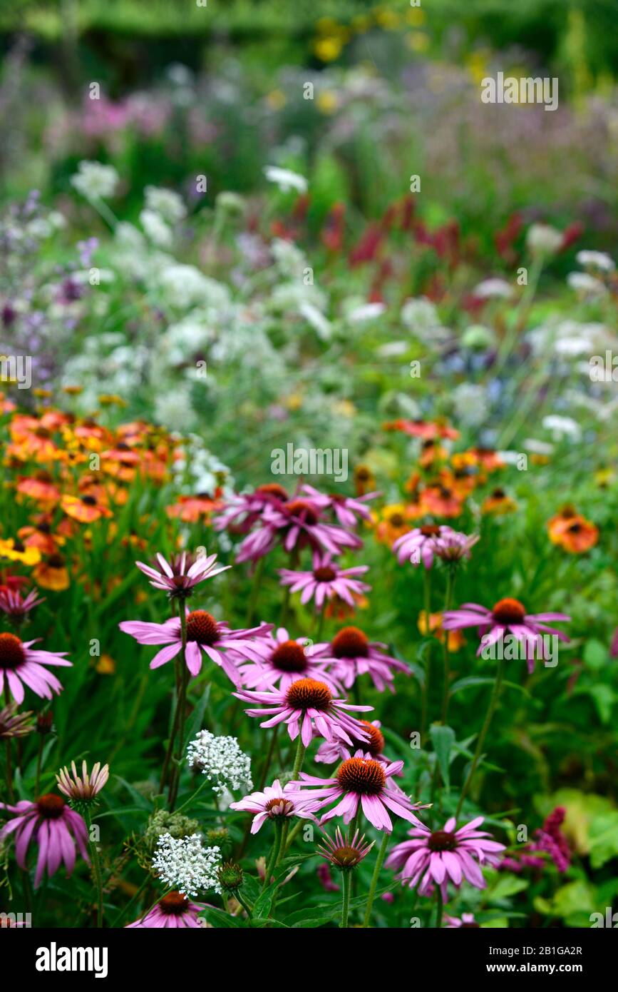 Echinaceas coneflower hi-res stock photography and images - Alamy