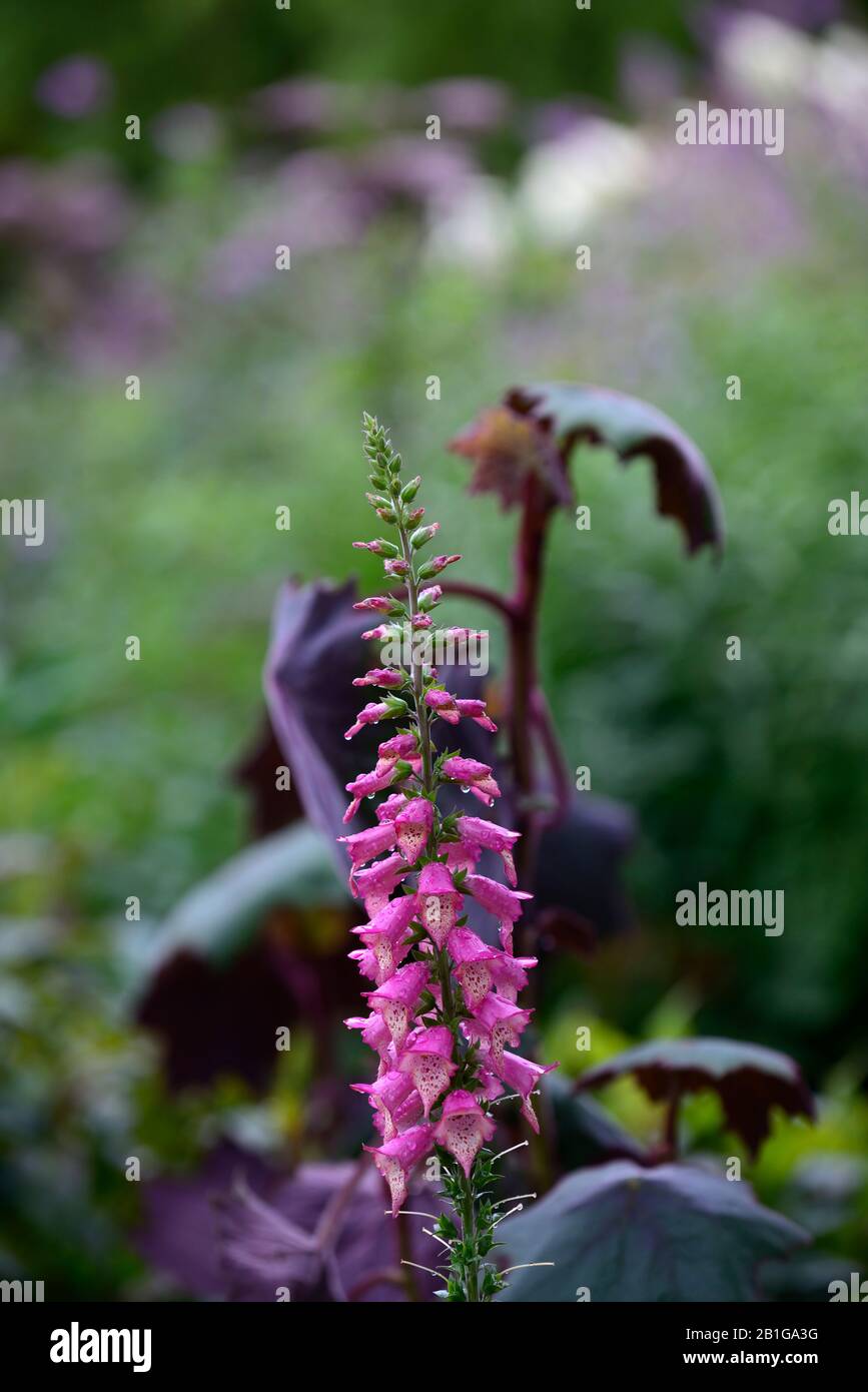Sterile flower hi-res stock photography and images - Alamy
