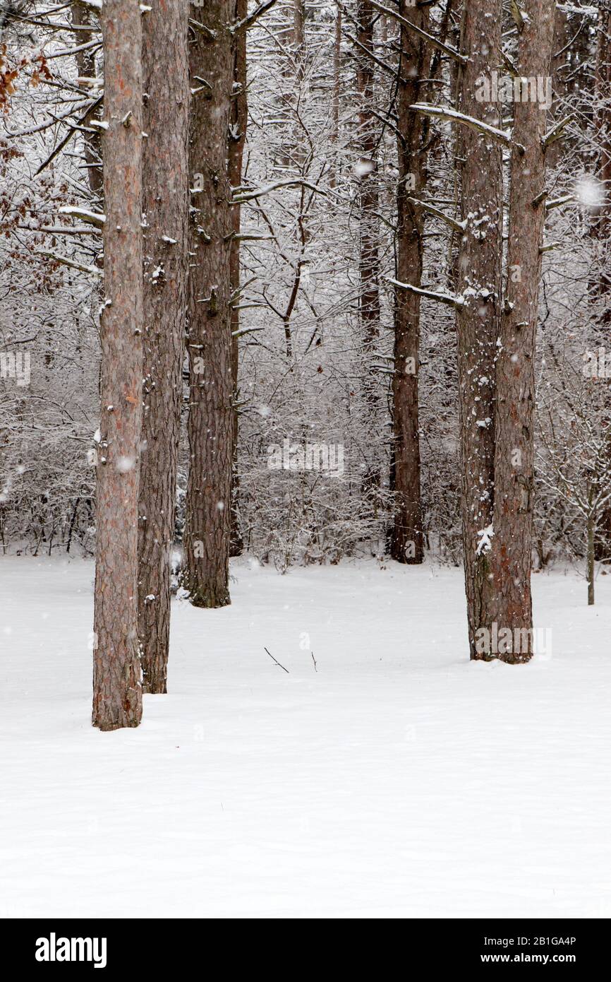 Pine trees after snow hi-res stock photography and images - Alamy