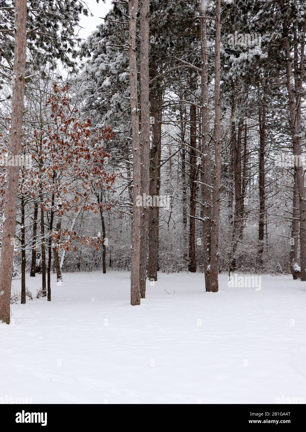 Yard snow pine tree hi-res stock photography and images - Alamy