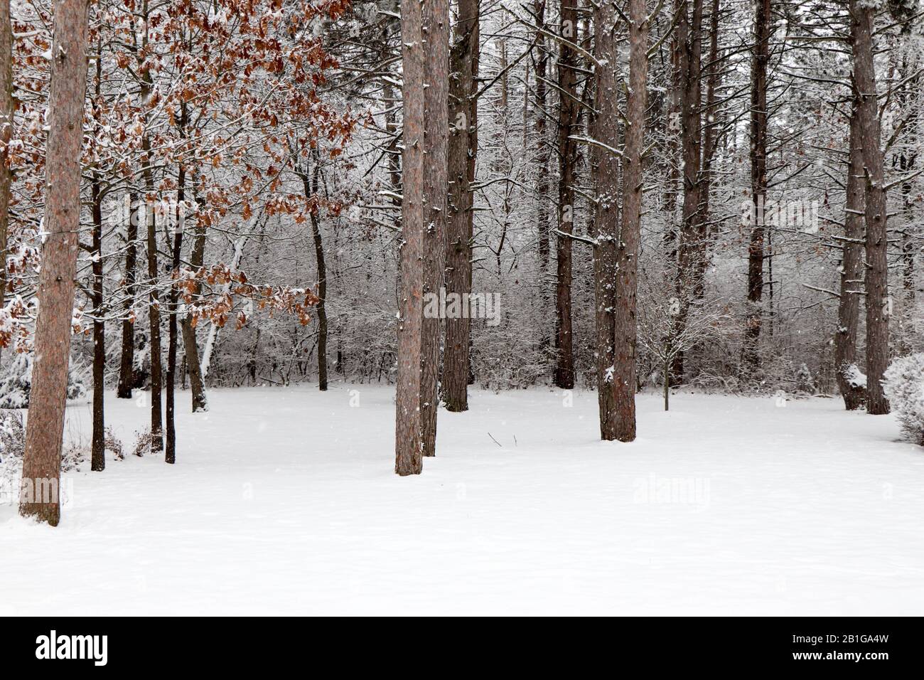 Pine trees after snow hi-res stock photography and images - Alamy