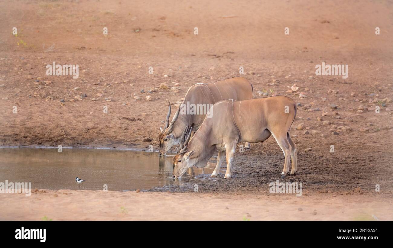 Two Common elands drinking in waterhole in Kruger National park, South ...