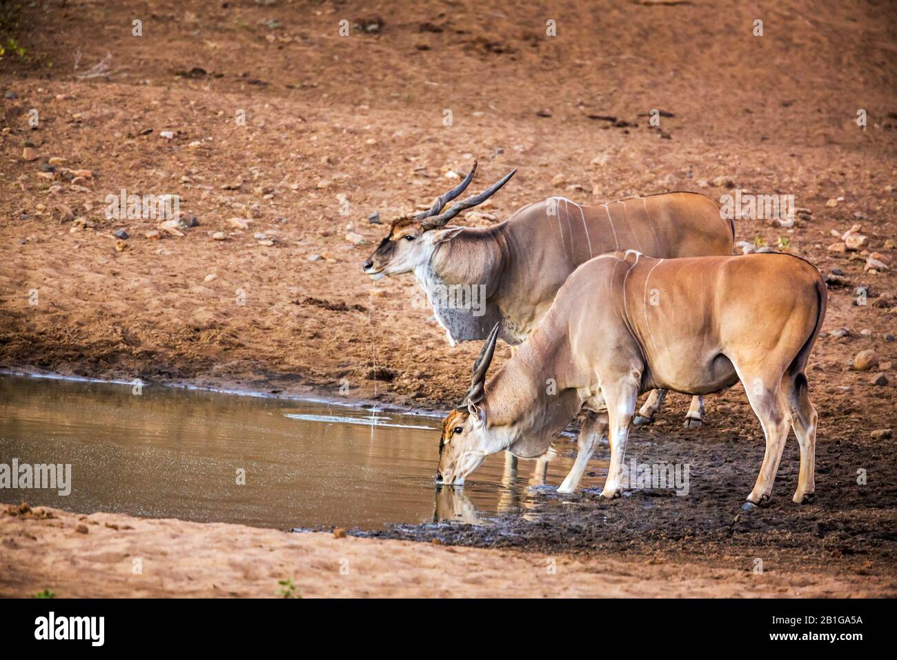 Two elands hi-res stock photography and images - Alamy