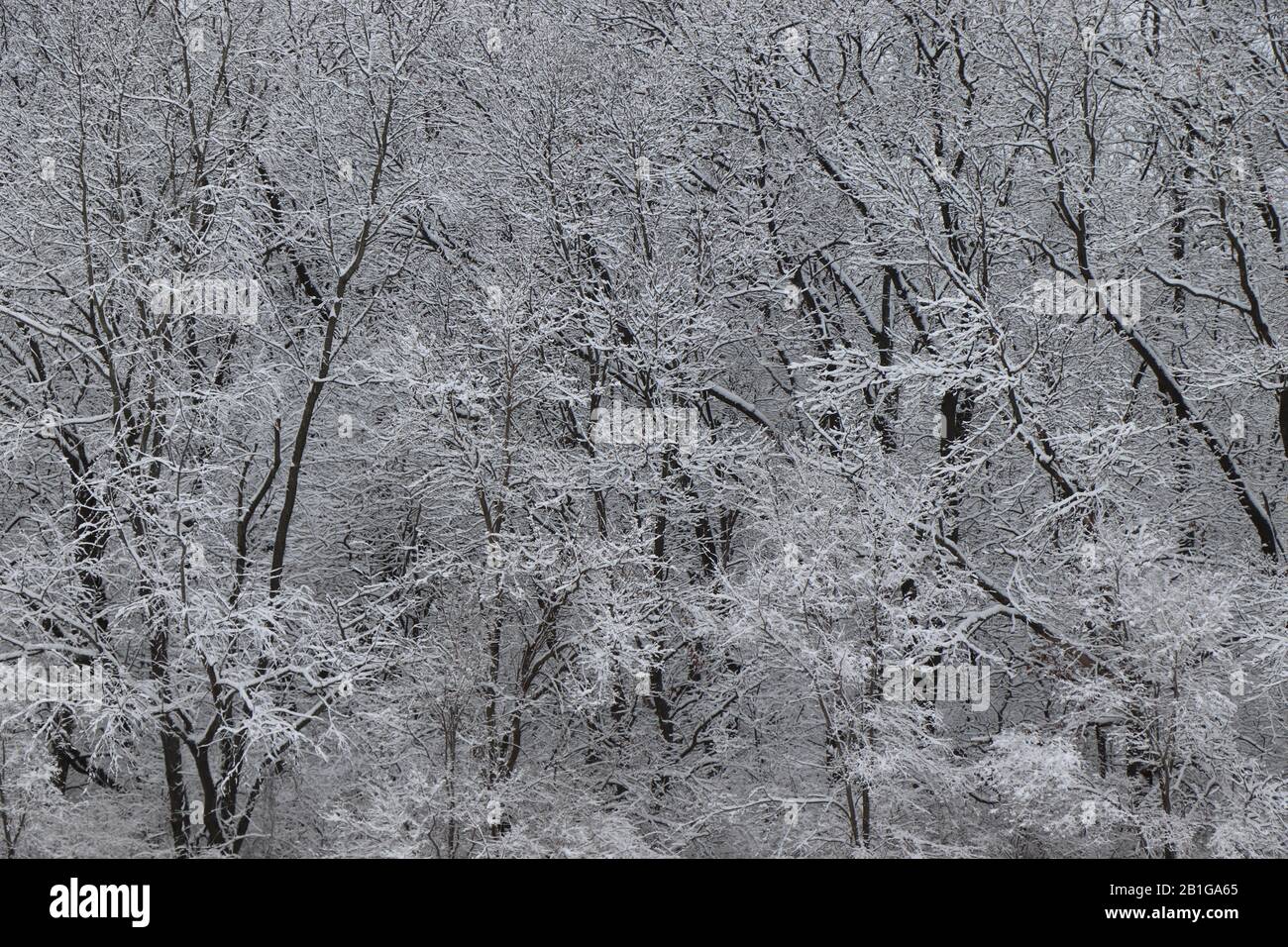Snow about timber line hi-res stock photography and images - Alamy
