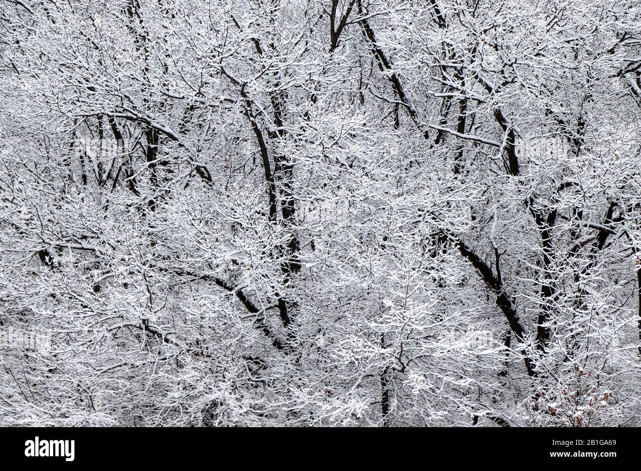 Trees and tree line after a snowfall Stock Photo - Alamy