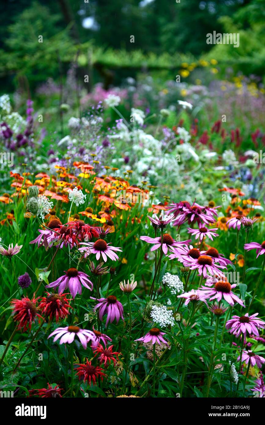 echinacea purpurea magnus,purple coneflower,coneflowers,flower,flowers ...