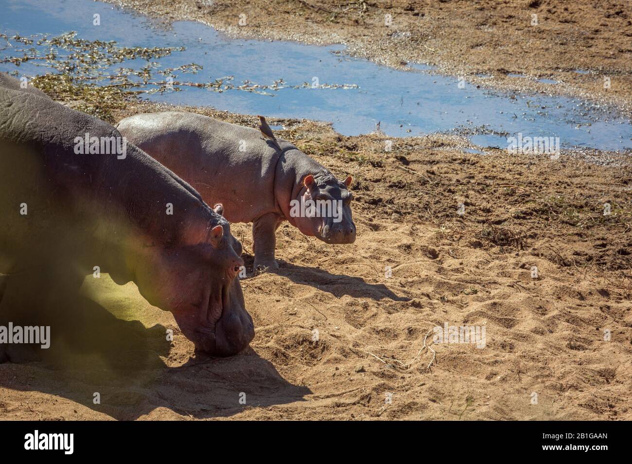 Female hippopotamus hi-res stock photography and images - Alamy