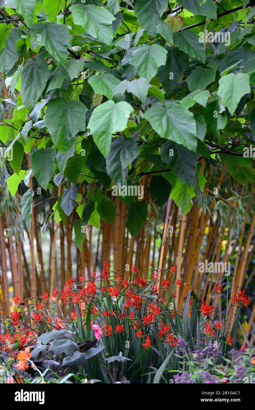 phyllostachys vivax aureocaulis,golden Chinese timber bamboo,bamboos ...