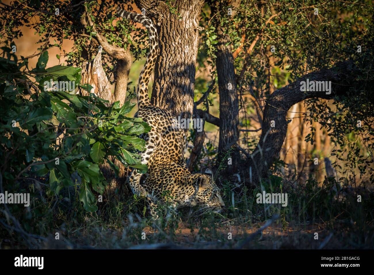 Leopard jumping down a tree in Kruger National park, South Africa ...