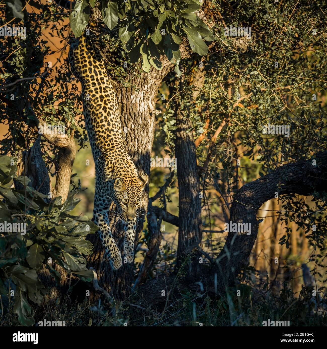Leopard jumping down a tree in Kruger National park, South Africa ...