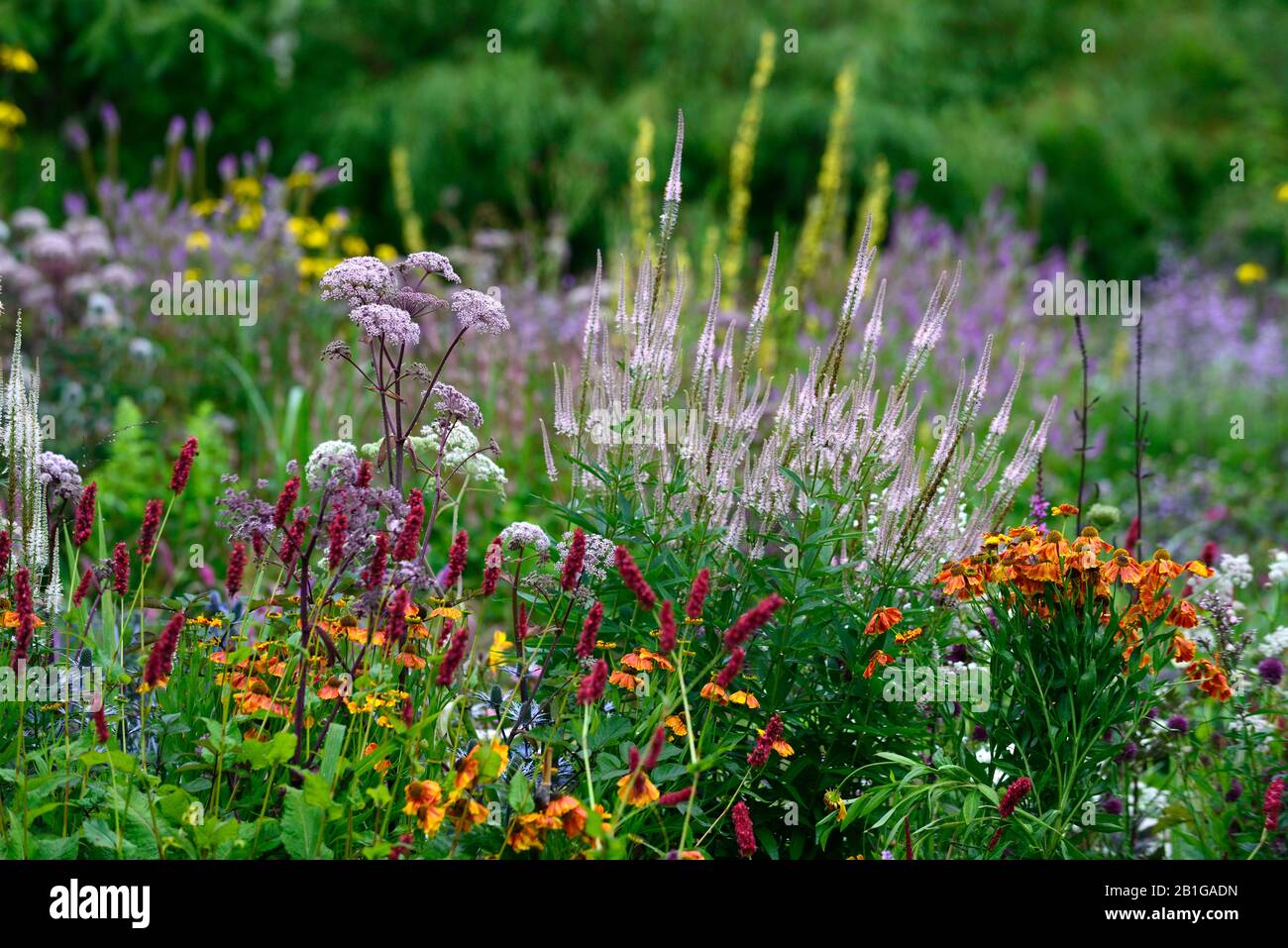 gardens,herbaceous border,mix,mixed,planting,perennials,dahlias ...