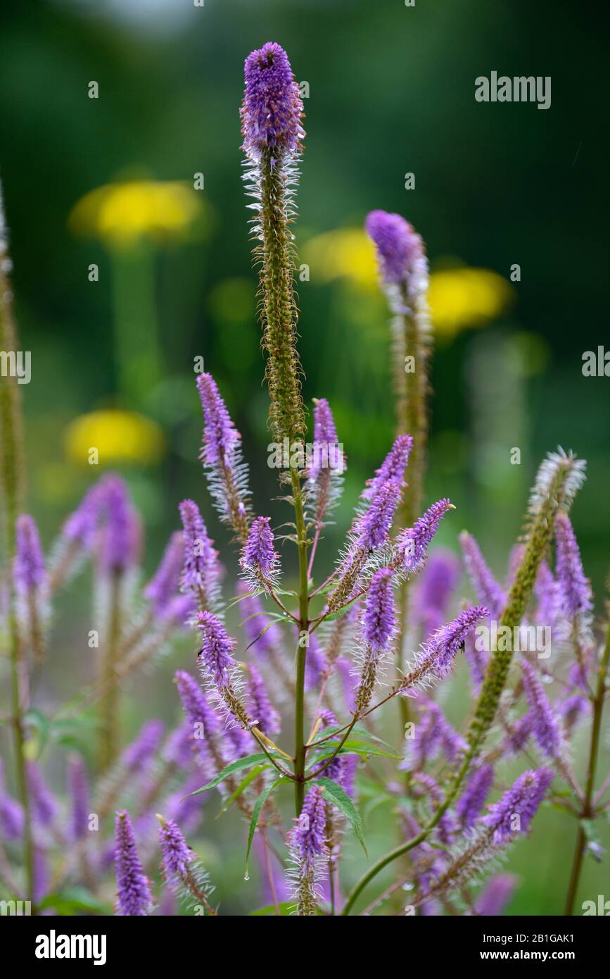 Culver's root fascination hi-res stock photography and images - Alamy