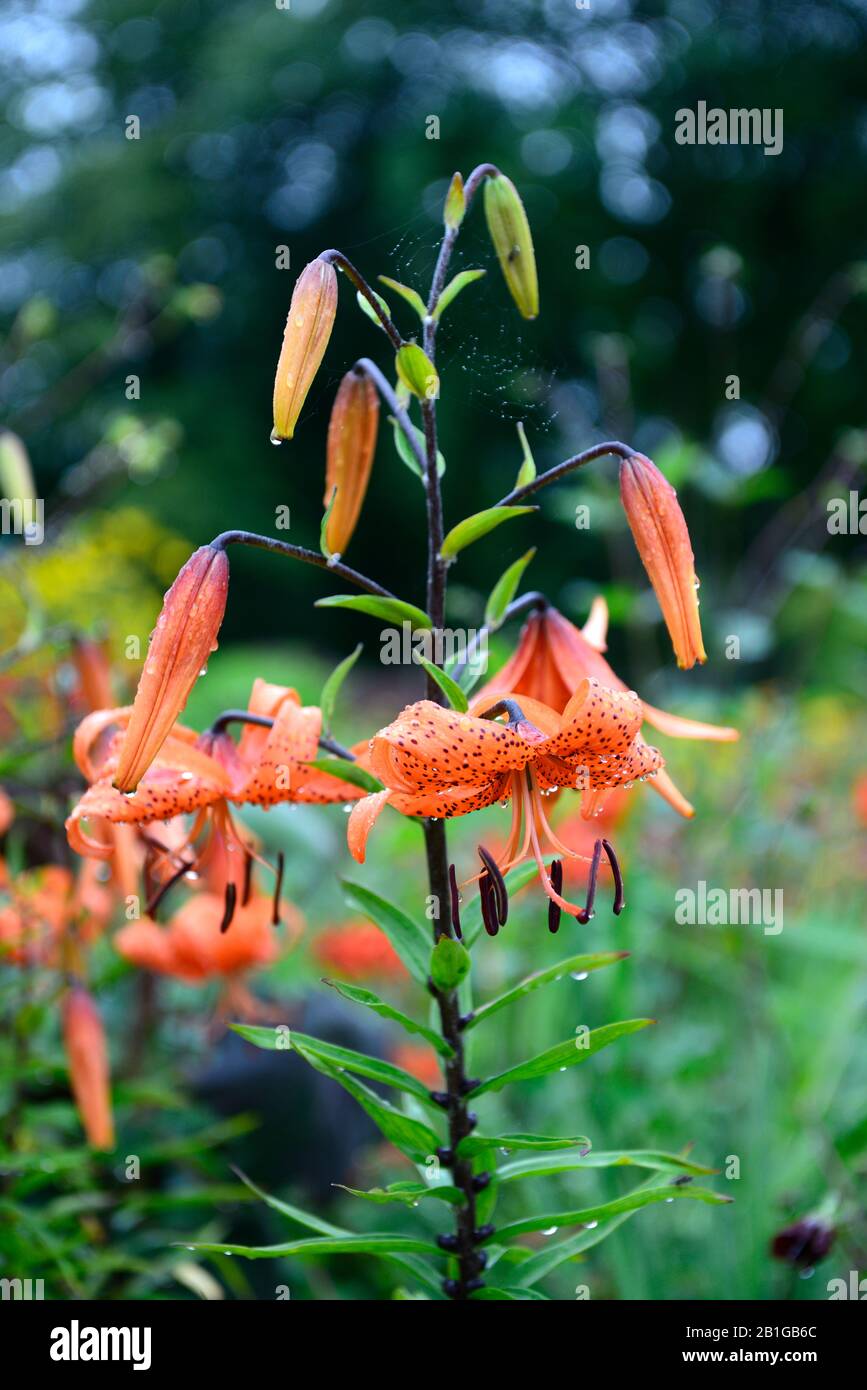 lilium lancifolium tigrinum splendens,orange,speckled markings, closeup ...