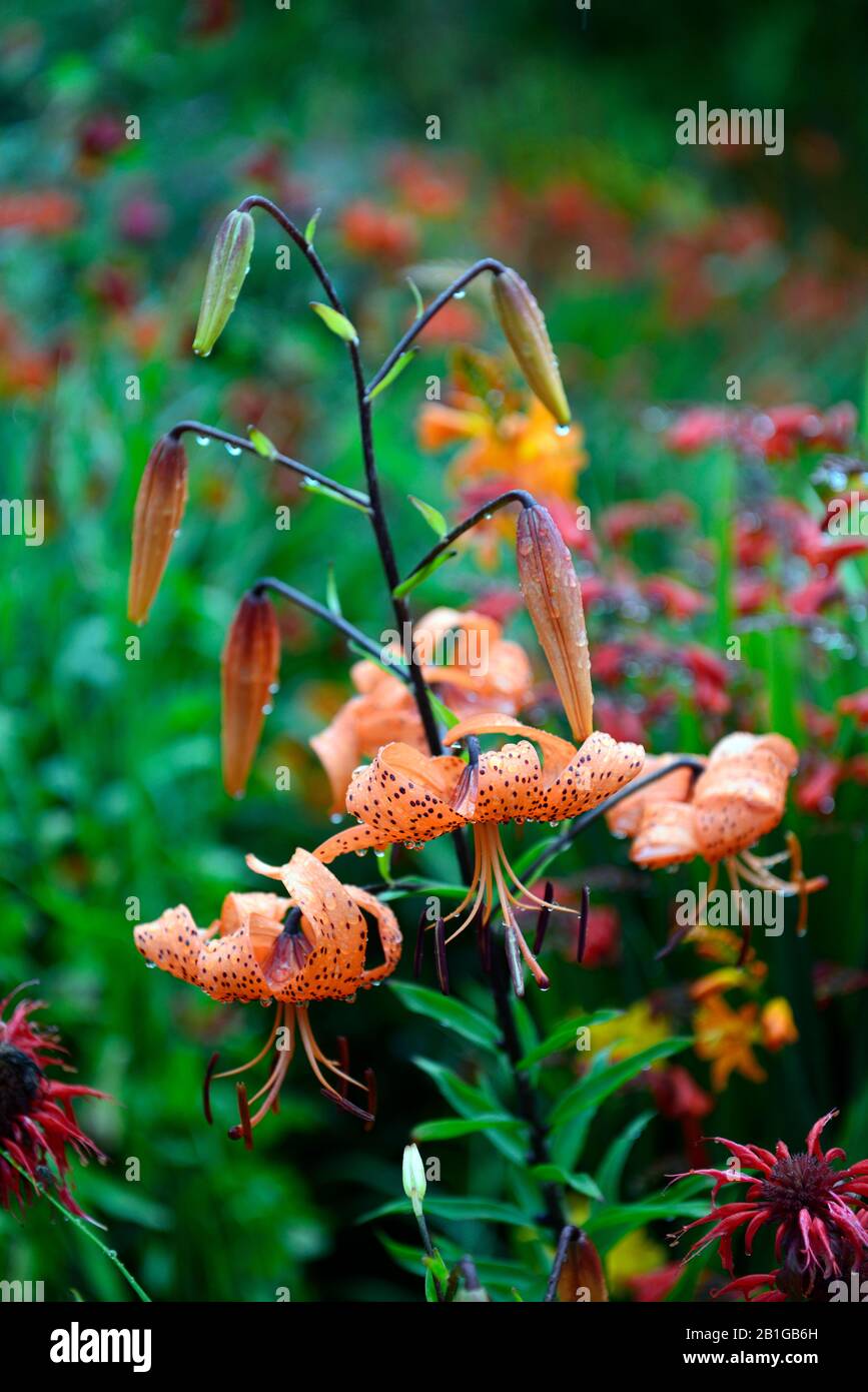 lilium lancifolium tigrinum splendens,orange,speckled markings, closeup ...