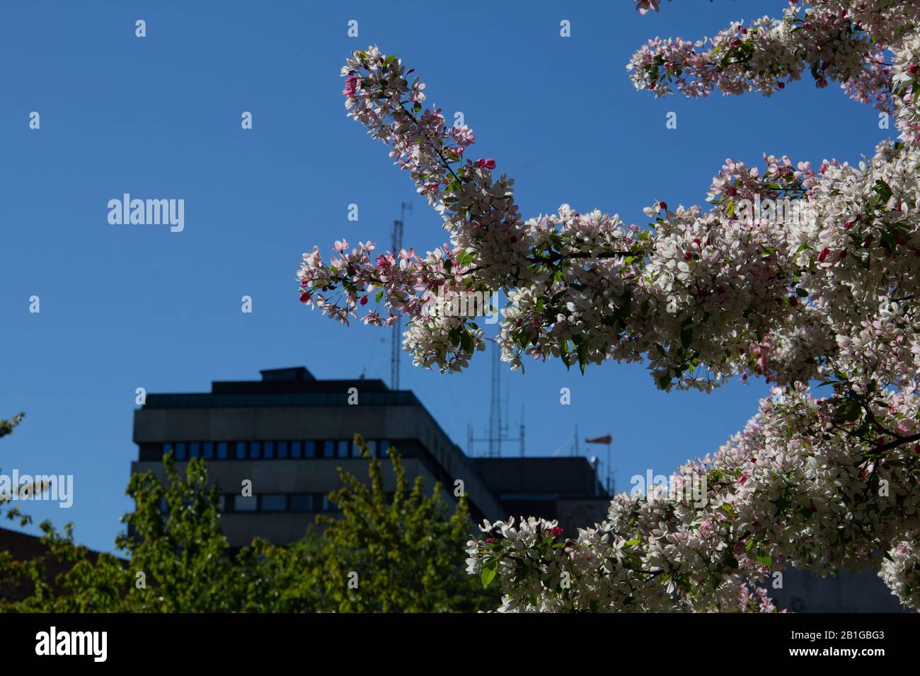 A tree in full bloom outside the hospital building in Lund, Sweden, on ...