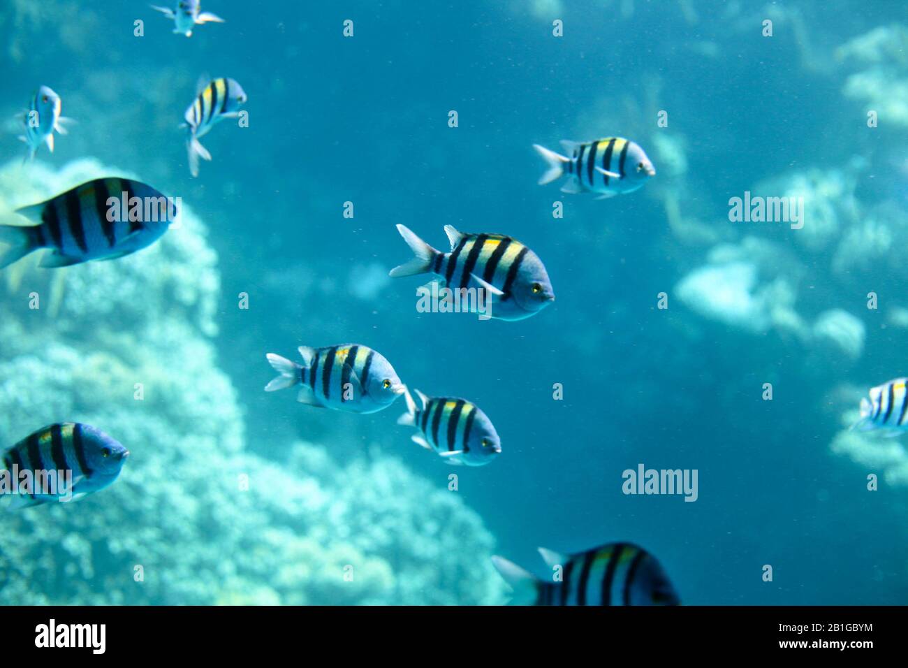 Sergeant-major fish school with water surface in background, underwater ...
