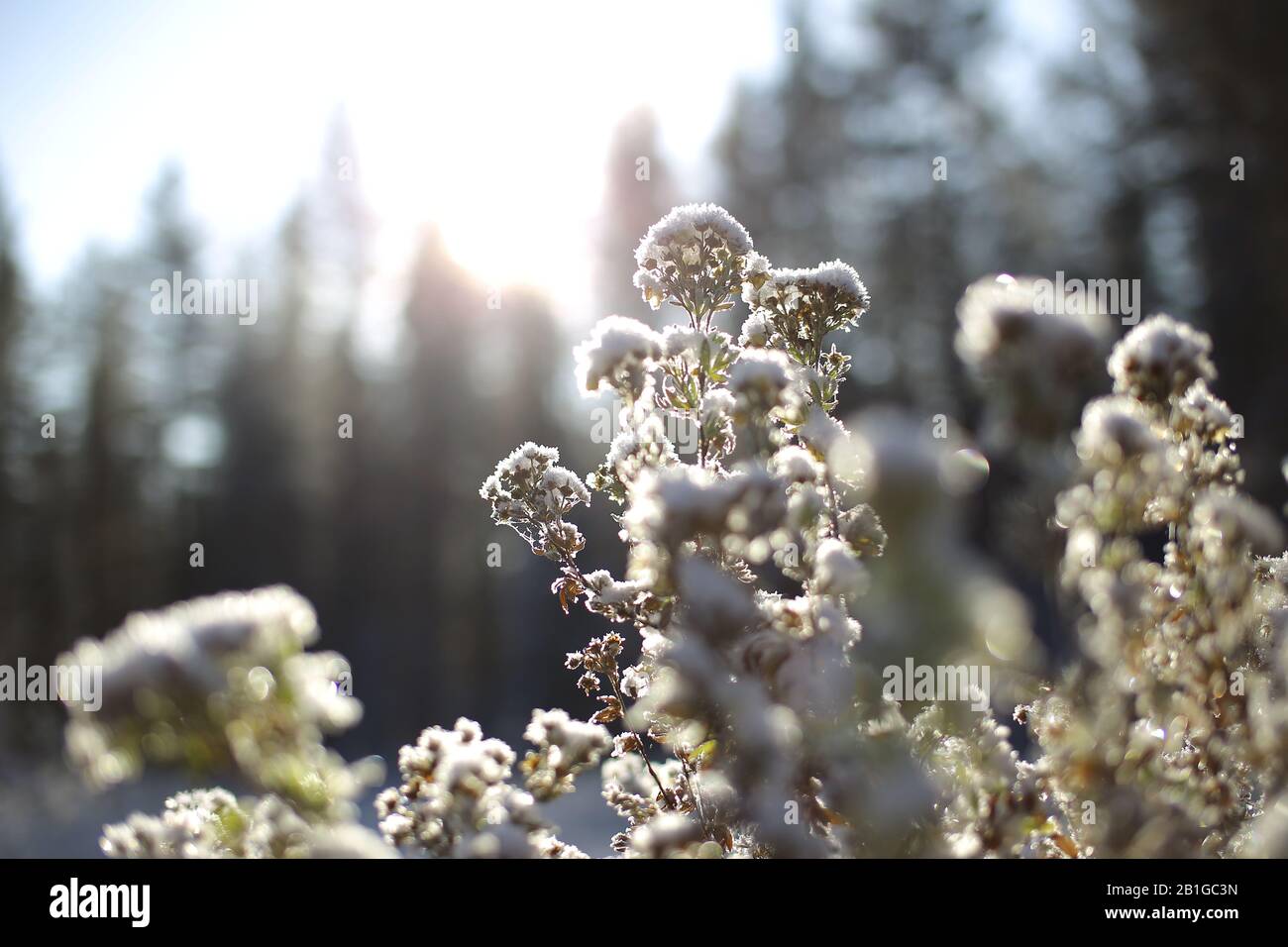 Shrubby pine hi-res stock photography and images - Alamy