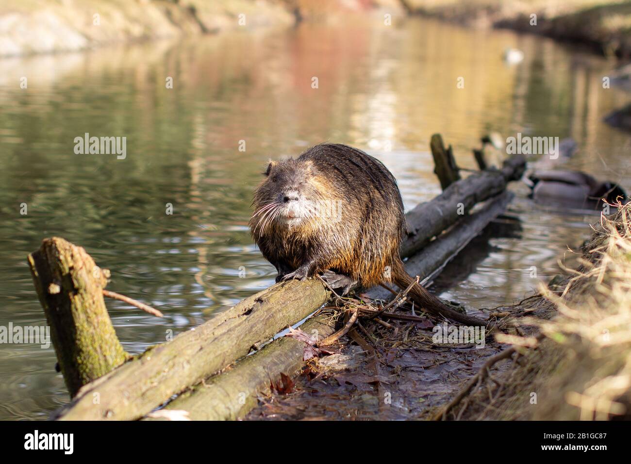 Nutria, Myocastor coypus or river rat the wild near the river Stock ...