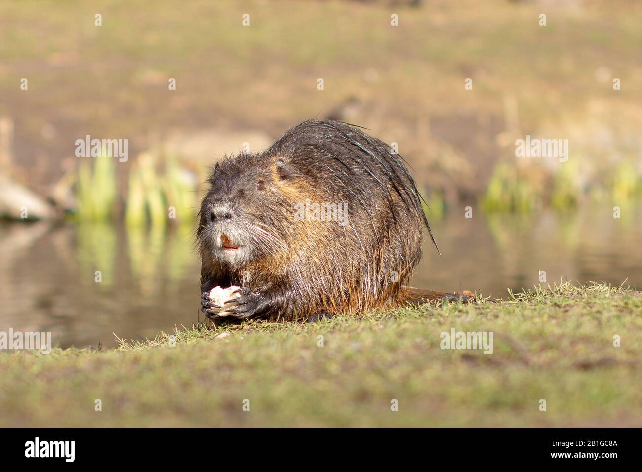 Nutria, Myocastor coypus or river rat the wild near the river Stock ...