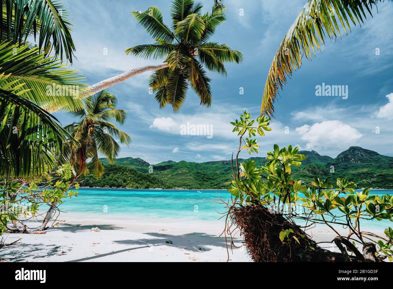 Vacation holiday beach palm trees background wallpaper. Remote sandy ...