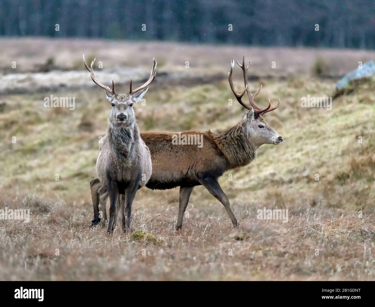 Group stag deer scotland highlands hi-res stock photography and images ...